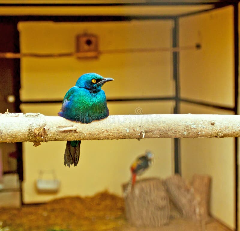 Starling stock photo. Image of ornithology, colorful - 27672542