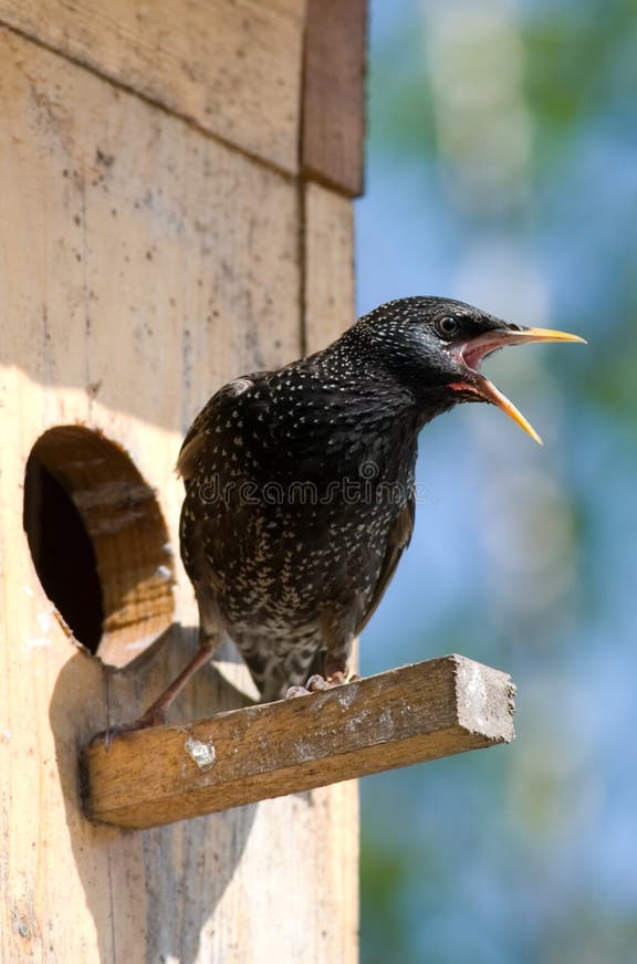 Starling stock photo. Image of sunny, starling, shout - 2792790