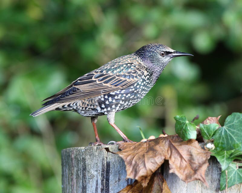 Side View of a Common Starling, Sturnus Vulgaris, Isolated Stock Image ...