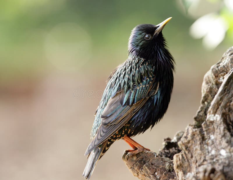 Starling stock photo. Image of speckled, stump, black - 8664334