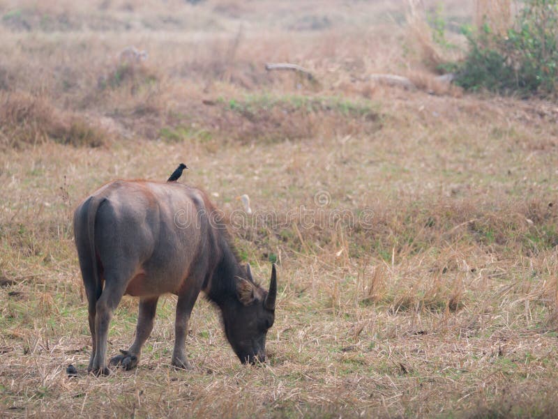 Starling is on the Back of Buffalo Stock Image - Image of back ...