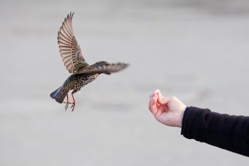 Starling Becomes Feed by a Hand Stock Image - Image of hold, bird: 27926643