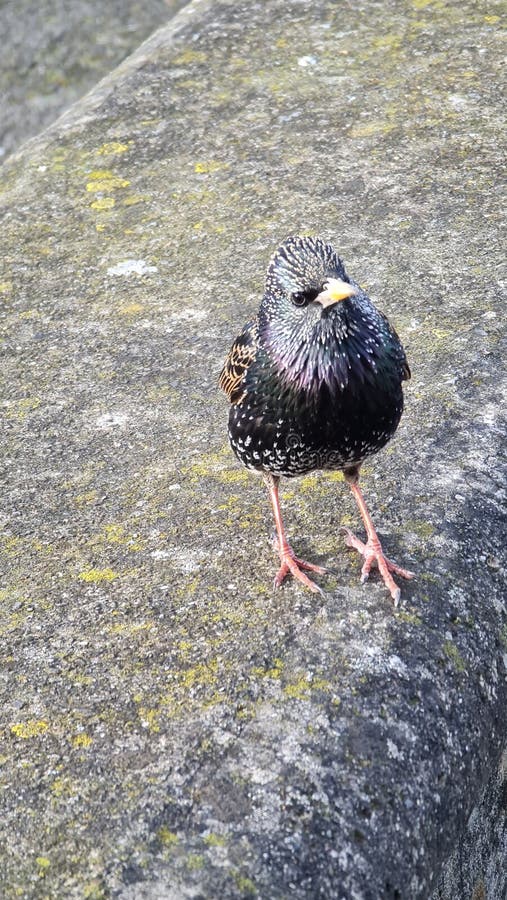 Starling Bird Closeup in Howth Ireland. Druid Stock Photo - Image of ...
