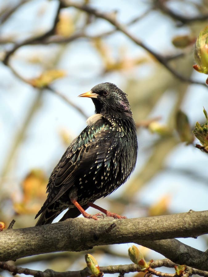 Starling bird stock photo. Image of life, wing, nature - 39877518