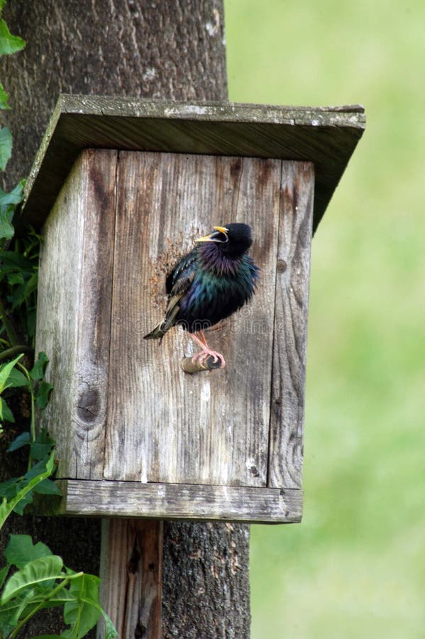 Starling and a bird house stock image. Image of brood - 216680677