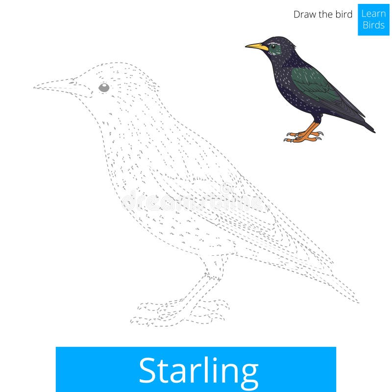 Starling Bird Learn To Draw Vector Stock Vector - Illustration of ...