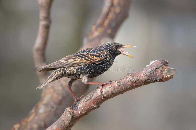 Starling stock photo. Image of forest, predator, branch - 115069584
