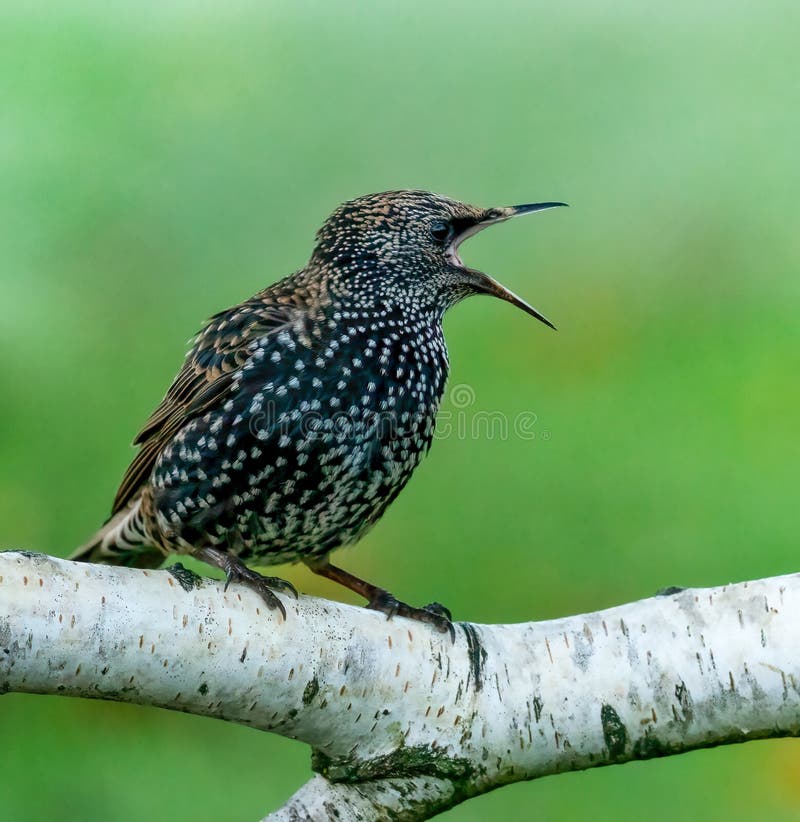 Starling Bird stock image. Image of bird, wild, star - 233367377