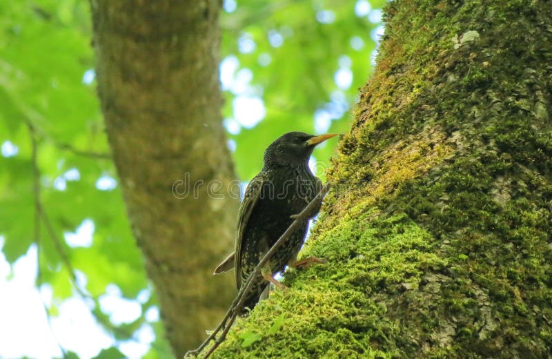 Starling Bird on Tree Trunk Stock Photo - Image of white, branch: 70288156