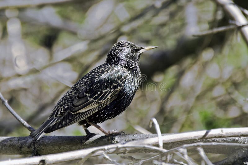 Focused starling stock photo. Image of dots, blue, bird - 30124472