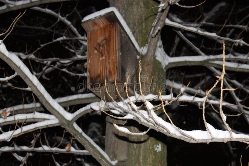 Starling box stock image. Image of springtime, outdoors - 84738241