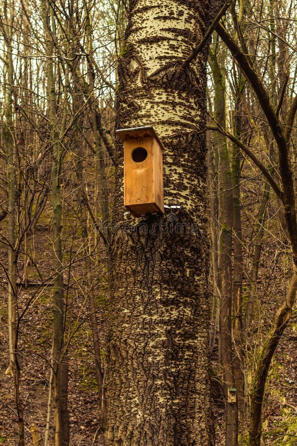 Starling box stock image. Image of bird, home, birdhouse - 313292803