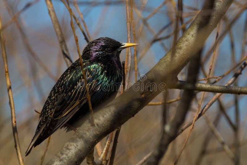 Starling on a branch stock photo. Image of animals, european - 39718190