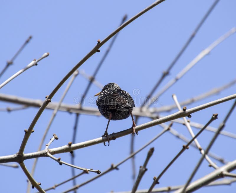 Starling on the Branches of a Tree. Spring in Nature. Stock Image ... Starling on the Branches of a Tree. Spring in Nature. Stock Image ...
