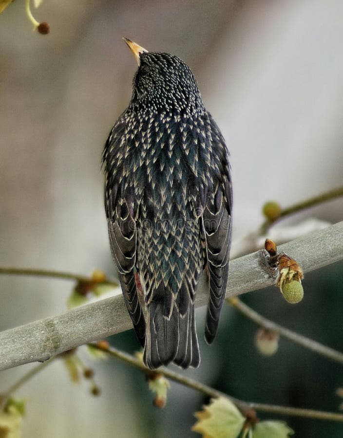 Female Starling Stock Photos - Download 405 Royalty Free Photos