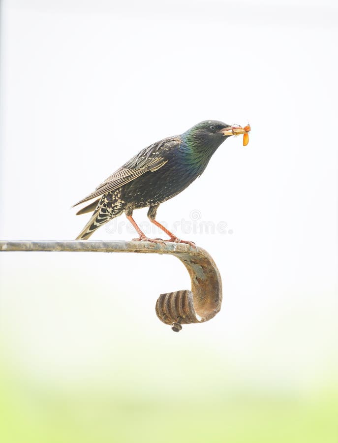 The Starling Caught the Beetle and Held it in Its Beak. View from the ...