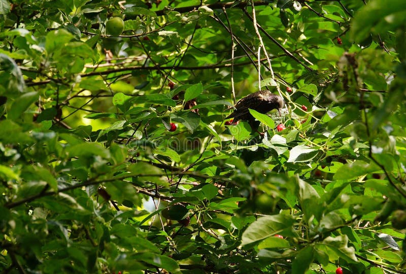 193 Covey Tree Stock Photos - Free & Royalty-Free Stock Photos from ...