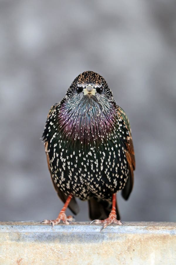 Starling stock image. Image of starlings, male, europe - 99077971
