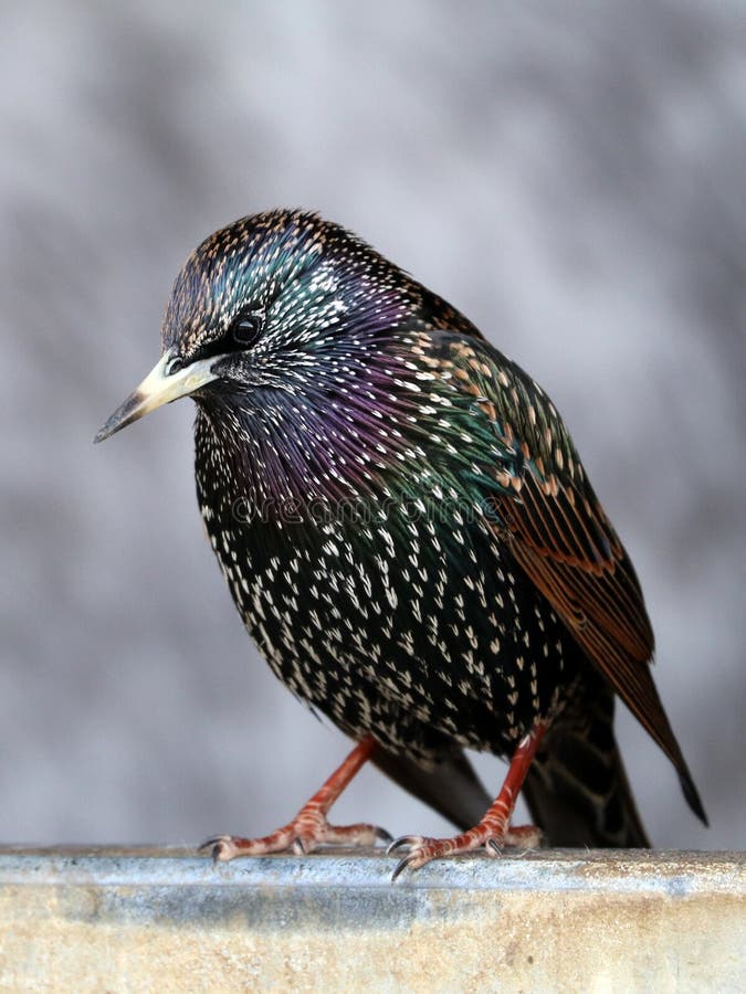 Starling stock image. Image of black, bird, close, beautiful - 99077817
