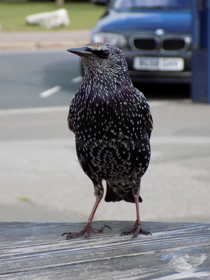 Starling stock image. Image of crow, starling, animal - 78597115
