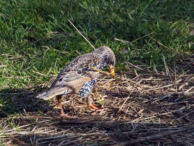 Starling Collecting Nesting Material Stock Photo - Image of ...