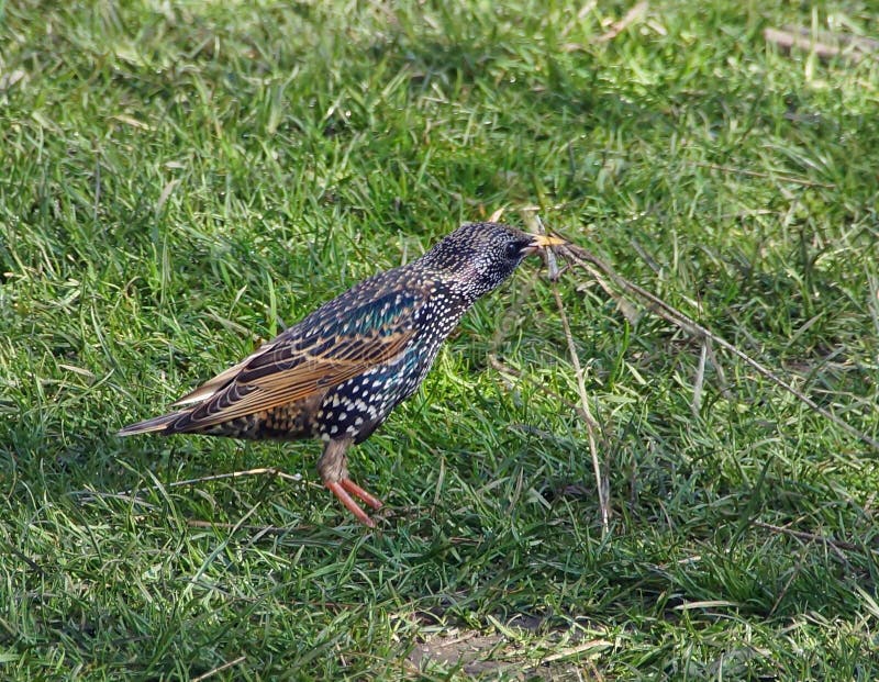Starling Collecting Nesting Material Stock Photo - Image of straw ...
