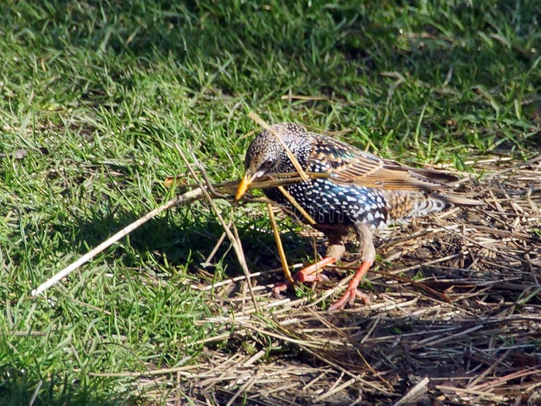 Starling Collecting Nesting Material Stock Image - Image of nest ...