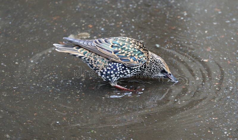 Starling Drinking Water from a Puddle Stock Image - Image of hole ...