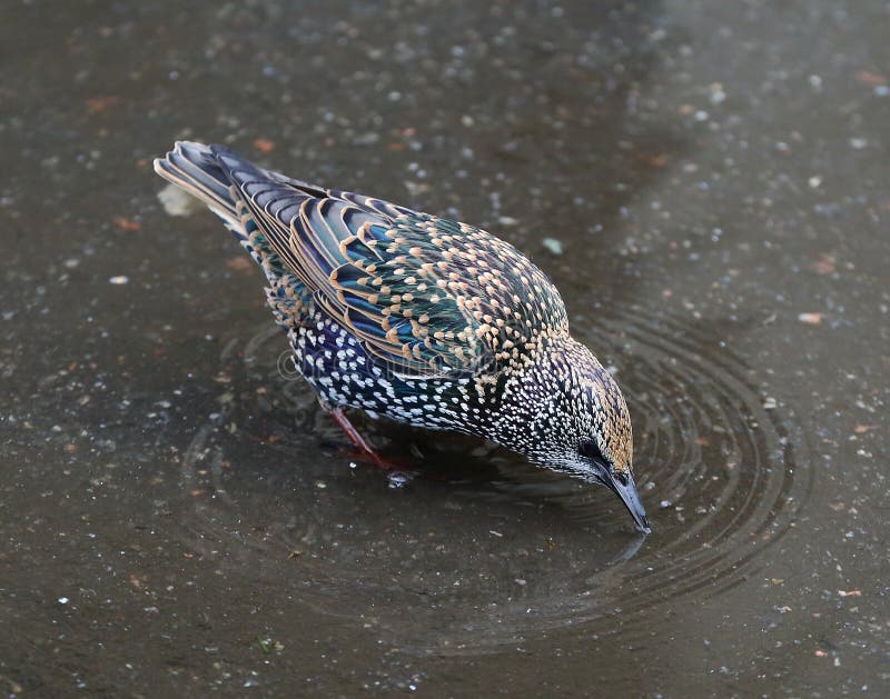 Starling Drinking Water from a Puddle Stock Photo - Image of birds ...
