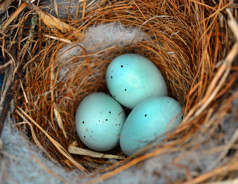 Starling Eggs fotografering för bildbyråer. Bild av lucka - 75358161