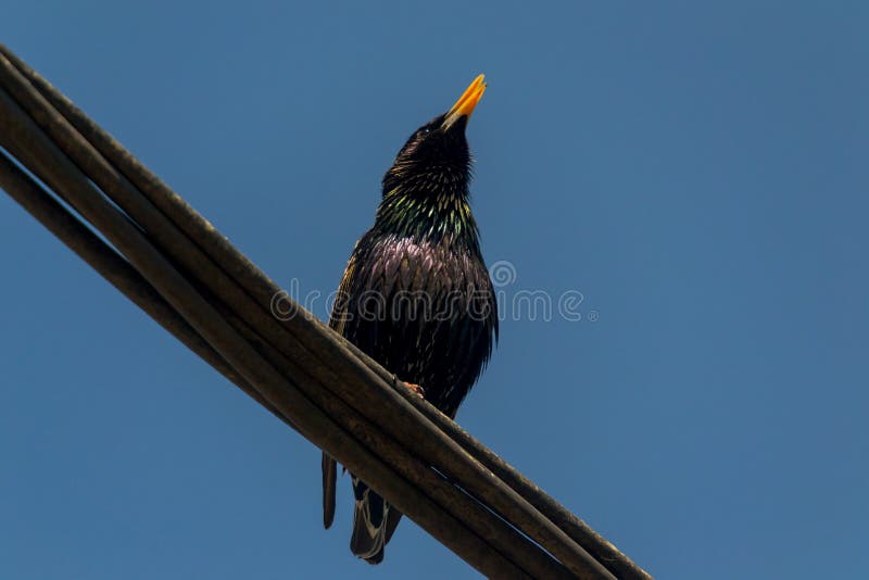 Starling on the Electric Cable Stock Photo - Image of starling, nature ...
