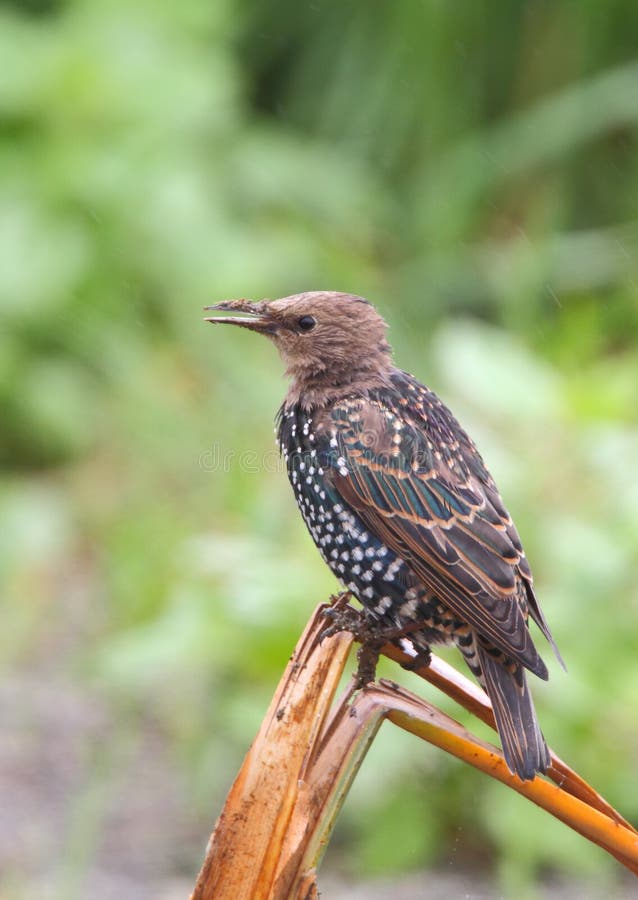 Starling europeo foto de archivo. Imagen de estridente - 13408804