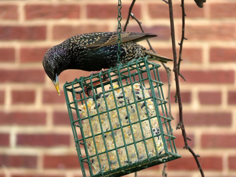 Starling Feeding on Bird Seed Stock Photo - Image of bird, march: 214159858