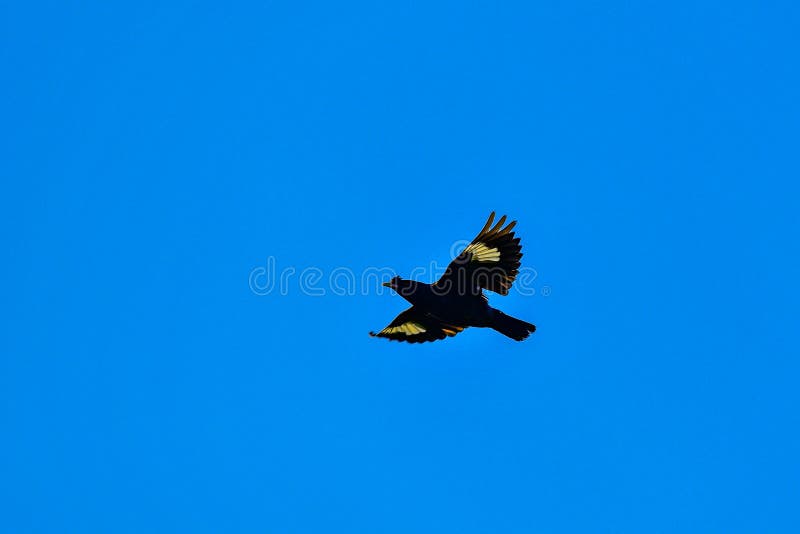 A Starling Flapping Up in the Sky, Free and Freedom Stock Photo - Image ...