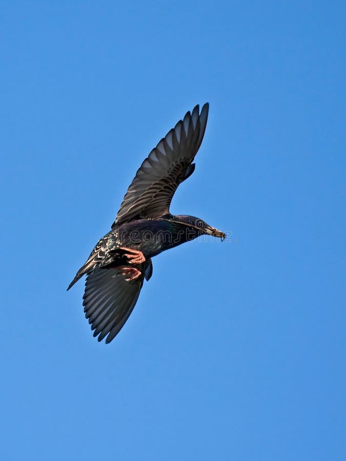Starling in flight stock image. Image of season, animals - 17538127