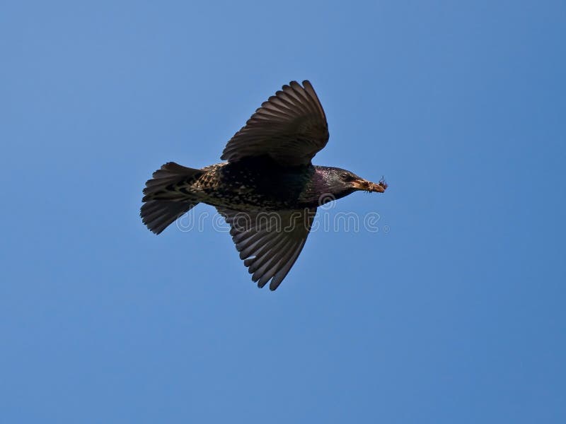 Starling in flight stock image. Image of brood, starling - 18791383