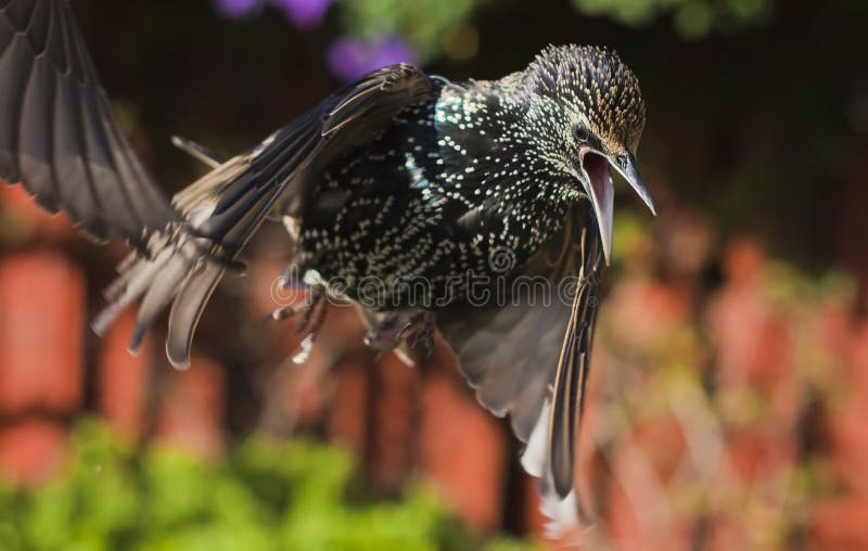 Starling in flight stock image. Image of nature, bird - 18855785