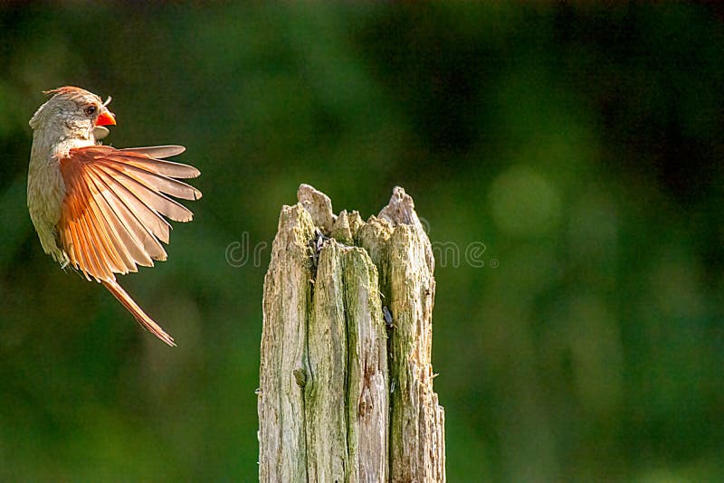 Female Cardinal in the Mood for Landing Stock Photo - Image of female ...