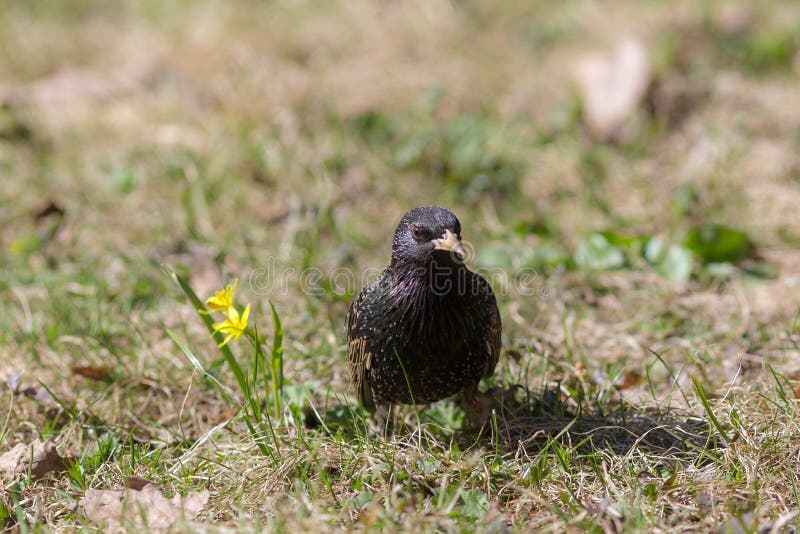 Starling and flowers stock image. Image of nature, green - 151941779