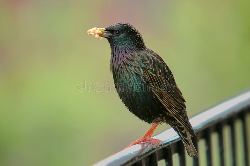 Starling with food stock image. Image of starling, nature - 805299