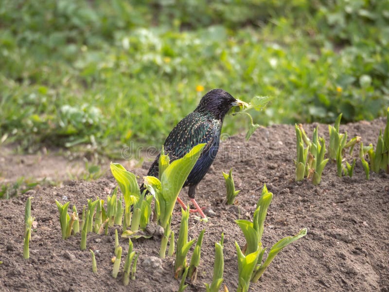Starling Gathers Material for Nest Stock Photo - Image of black ...