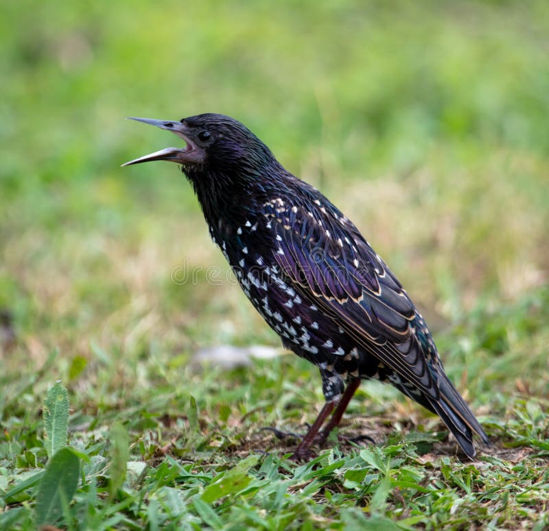 Starling on the Green Grass in the Park. Stock Image - Image of spring ...