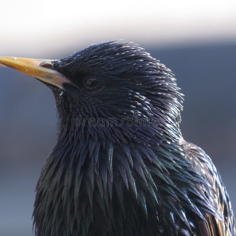 Starling head in profile stock photo. Image of finch - 232915486