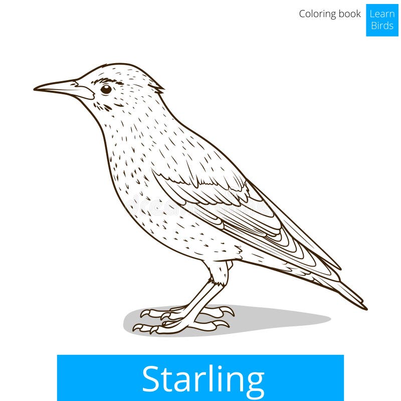 Starling coloring page stock vector. Illustration of animal - 124941115