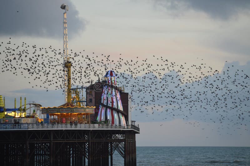 Starling Murmuration Brighton Birds 1000s Stock Photo - Image of ...