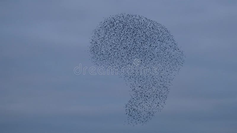 Starling Murmuration in the Sky at the End of the Day Stock Footage ...