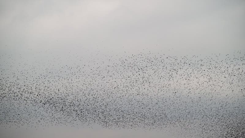 Starling Murmuration during Sunset at the End of the Day Stock Video ...