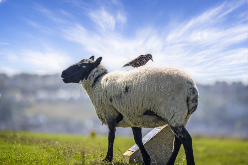 Starling Perched on Back of Black Headed Sheep in Northam Burrows ...