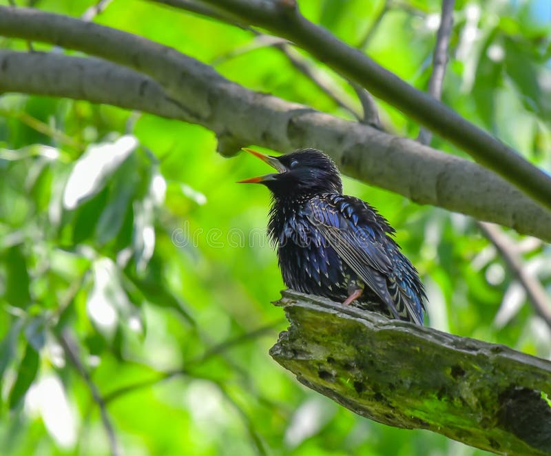 Starling Singing on the Branch Stock Image - Image of plumage, beak ...
