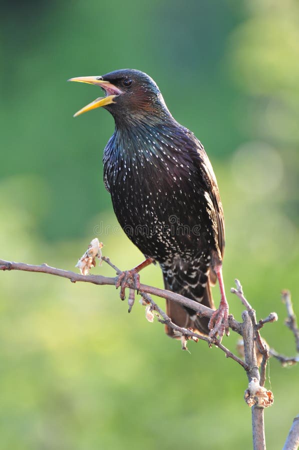 Starling stock image. Image of nature, starling, animal - 30686595
